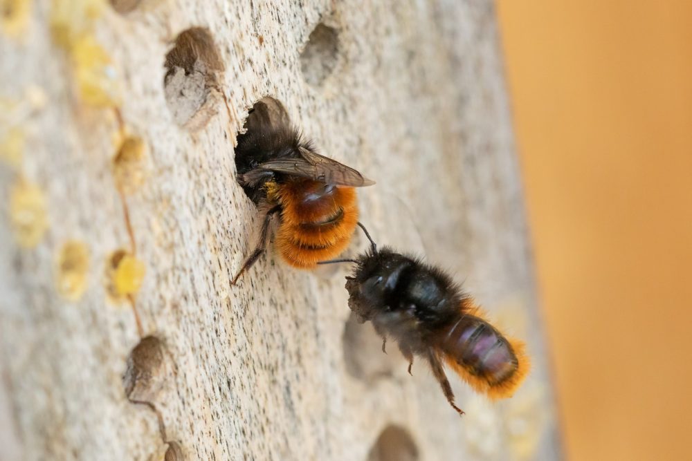 Gehörnte Mauerbienen - Biotopgarten